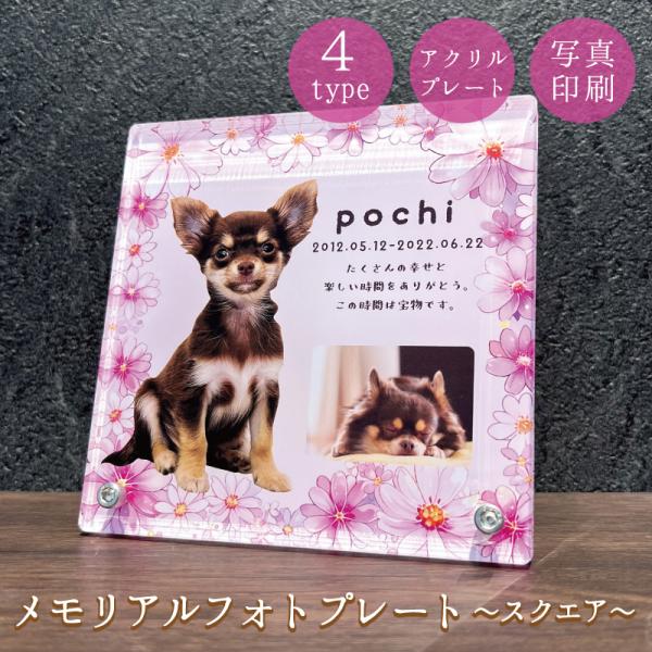 大切なあの子の記念日、思い出、教養、いつまでもそばに感じていられるようなメモリアルフォトプレートです。お気に入りのお写真・お名前・日付・メッセージが入れられる特別なフォトプレートになります。【デザイン】・コスモス・ネモフィラ・ヒマワリ・クロ...