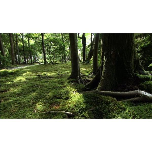 ワイルドライフ 京都法然院 いのちの庭 DVD: 商品のタイトル【中古品】(中古品)＝使用済み中古品です。画像の商品はサンプル画像です。実際に届く商品と異なりますのでご了承下さいませ。※中古品のため、商品のコンディション、ケース、説明書等の...