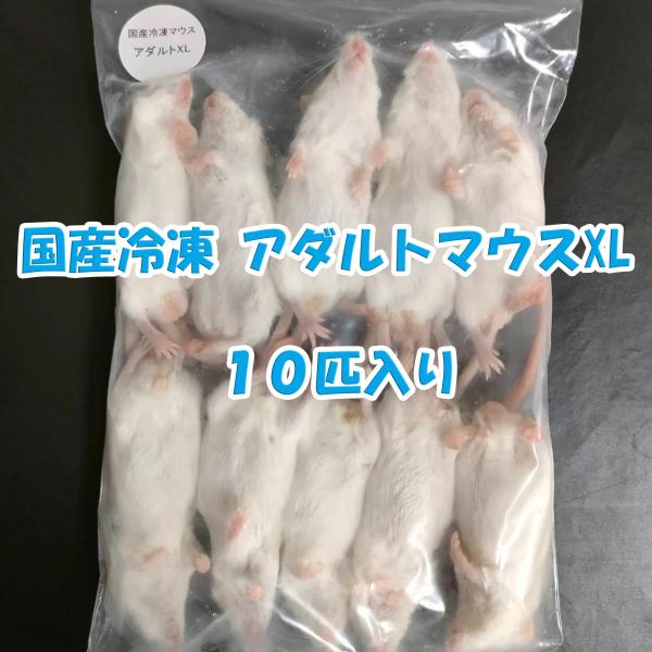 国産冷凍アダルトマウスXL　10匹入り重さ：約29~36g長さ：約10cm実験動物用の飼料で飼育された安心安全の国産冷凍マウスです。ヘビ・トカゲ・猛禽におすすめです♪１袋10匹入りとなっております。※製品の性質上、下記の点ご了承ください。加...