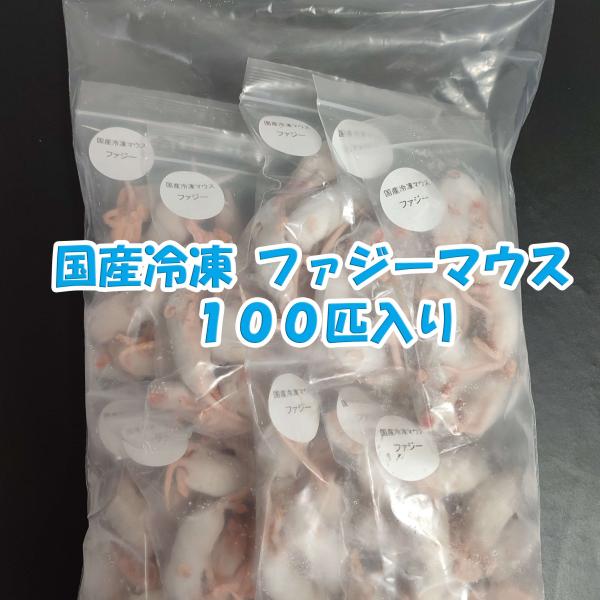 国産冷凍ファジーマウス　100匹入り重さ：約6〜８g実験動物用の飼料で飼育された安心安全の国産冷凍マウスです。ナミヘビ・トカゲ・猛禽等におすすめです♪１袋10匹入りとなっております。※製品の性質上、下記の点ご了承ください。加工・検品の際に念...