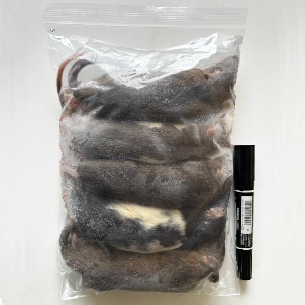 国産冷凍アダルトラットM　5匹重量：約180ｇ実験動物用の飼料で飼育された安心安全の国産冷凍ラットです。国内トップブリーダー様にもご使用いただいております。大型のヘビ等にオススメ！１袋5匹入りとなっております。