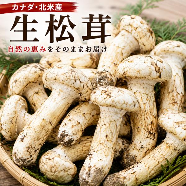 商品名：生松茸　北米・カナダ産　内容量：約2kgサイズ：つぼみ〜中つぼみ、訳あり、開き、産地：カナダ、アメリカ配送方法：空輸・冷蔵便用途：家庭用・贈答用・敬老の日ギフト