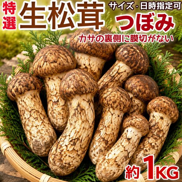商品名：生松茸　まつたけ　マツタケ　中つぼみ（半開き）内容量：約1kg形：中つぼみ（半開き）サイズ：S、SL、M、ML、L、2L産地：中国雲南省配送方法：空輸・冷蔵便用途：家庭用・贈答用・お中元・敬老の日・夏ギフト・秋ギフト