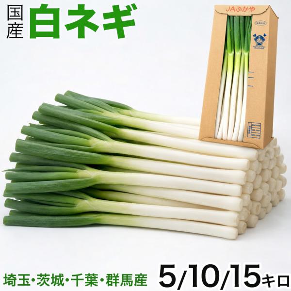 商品名：国産長ねぎ（白ネギ）内容量：15kg（5kg×3箱）サイズ：M〜2Lサイズ産地：埼玉県・茨城県・千葉県・群馬県など用途：業務用・家庭用配送方法：冷蔵便検品：国内検品特徴：太くて長さが揃った使いやすい長ねぎ