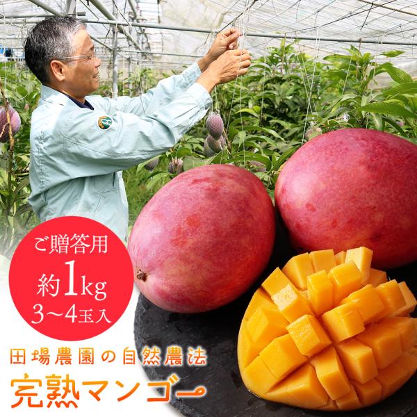 【発売日：2026年07月20日】栽培期間中農薬・肥料・水、すべて不使用。沖縄の田場農園では、環境と人に優しい栽培方法を追求し、生物の力を利用する「自然農法」で手間を惜しまず愛情たっぷりにマンゴーを育てています。とろけるような優しい甘さと南...