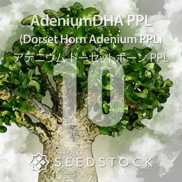 【商品】植物種子【品種】アデニウム DHA PPL（Adenium）【科】Apocynaceae【内容量】10粒【原産地】タイ【発芽適温】20-30℃※発芽率・品種の保証はございません。種子の性質上、栽培環境や管理方法により結果が異なります...
