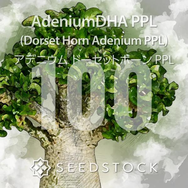 【商品】植物種子【品種】アデニウム DHA PPL（Adenium）【科】Apocynaceae【内容量】100粒【原産地】タイ【発芽適温】20-30℃※発芽率・品種の保証はございません。種子の性質上、栽培環境や管理方法により結果が異なりま...