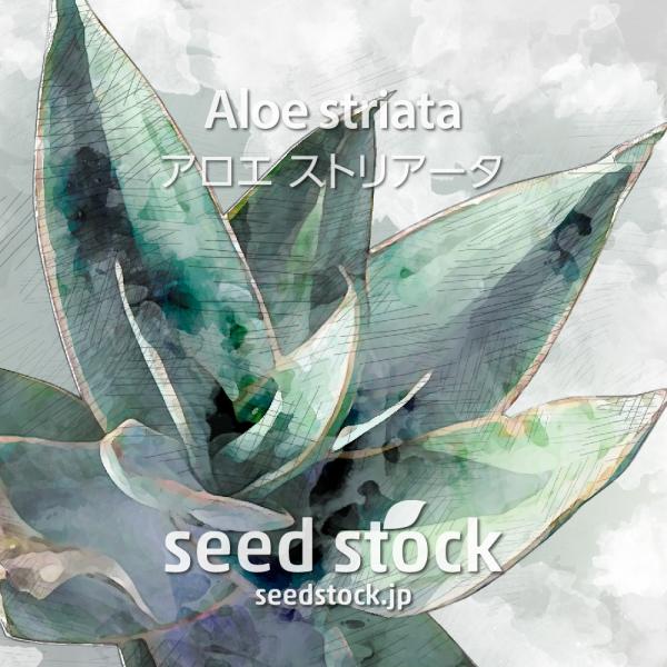 [学名] Aloe striata[数量] 20粒/50粒/100粒アロエ ストリアータ