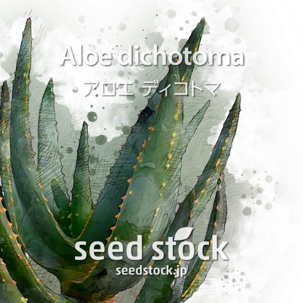 [学名] Aloe dichotoma[数量] 20粒/50粒/100粒和名：高蘆薈（ディコトマ）南アフリカ原産の大型ツリーアロエです。成長は遅く1年で10cmから20cm程度成長します。弱酸性の用土を好みます。