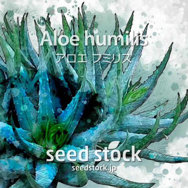 [学名] Aloe humilis[数量] 20粒/50粒/100粒
