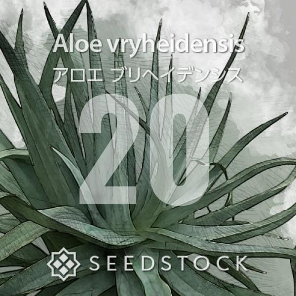【商品】植物種子【品種】アロエ ブリヘイデンシス（Aloe vryheidensis）【科】Asphodelaceae【内容量】20粒【原産地】南アフリカ（クワズール・ナタール州Vryheid地区）【発芽適温】25-30℃※発芽率・品種の保...