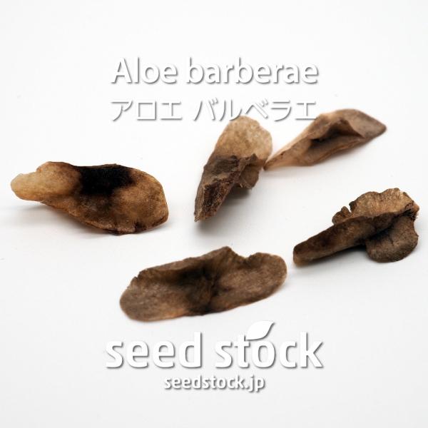 [学名] Aloe barberae [数量] 20粒/50粒/100粒入荷時期: 2019年7月世界最大のアロエ