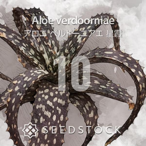 【商品】植物種子【品種】アロエ ベルドーニアエ 星霞（Aloe verdoorniae）【科】Asphodelaceae【内容量】10粒【原産地】南アフリカ【発芽適温】25-30℃※発芽率・品種の保証はございません。種子の性質上、栽培環境や...