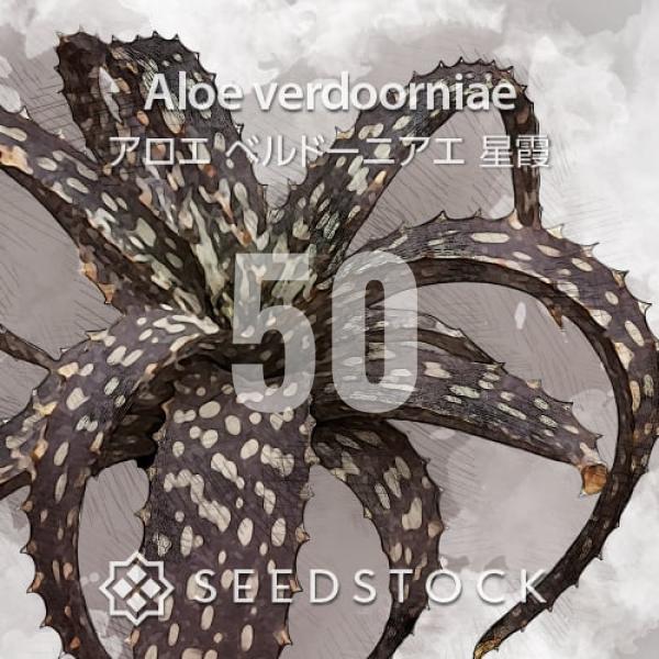 【商品】植物種子【品種】アロエ ベルドーニアエ 星霞（Aloe verdoorniae）【科】Asphodelaceae【内容量】50粒【原産地】南アフリカ【発芽適温】25-30℃※発芽率・品種の保証はございません。種子の性質上、栽培環境や...