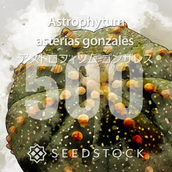 【商品】植物種子【品種】アストロフィツム ゴンザレス（Astrophytum asterias）【科】Cactaceae【内容量】500粒【原産地】米国テキサス州南部およびメキシコ（タマウリパス州）【発芽適温】25-30℃※発芽率・品種の保...