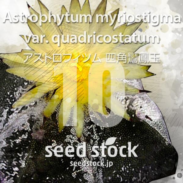 【商品】植物種子【品種】アストロフィツム 四角鸞鳳玉（Astrophytum myriostigma）【科】Cactaceae【内容量】10粒【原産地】メキシコ北部【発芽適温】25-30℃※発芽率・品種の保証はございません。種子の性質上、栽...