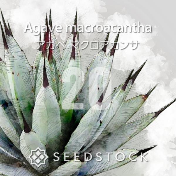 【商品】植物種子【品種】アガベ マクロアカンサ 八荒殿（Agave macroacantha）【科】Asparagaceae【内容量】20粒【原産地】メキシコ（テウアカン渓谷、オアハカ州、プエブラ州）【発芽適温】20-25℃※発芽率・品種の...