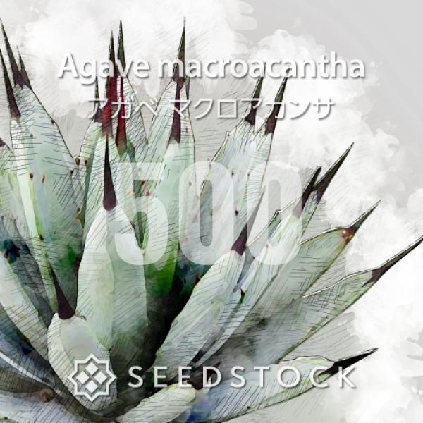 【商品】植物種子【品種】アガベ マクロアカンサ 八荒殿（Agave macroacantha）【科】Asparagaceae【内容量】500粒【原産地】メキシコ（テウアカン渓谷、オアハカ州、プエブラ州）【発芽適温】20-25℃※発芽率・品種...