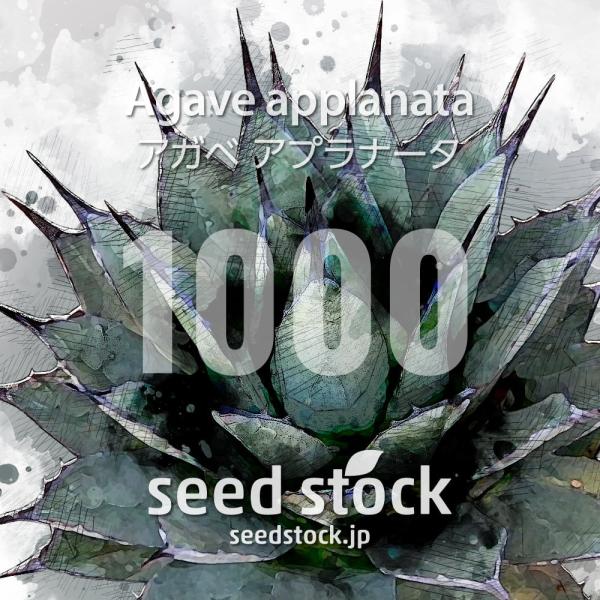 【商品】植物種子【品種】アガベ アプラナータ 孫悟空（Agave applanata）【科】Asparagaceae【内容量】1000粒【原産地】メキシコ【発芽適温】25-30℃※発芽率・品種の保証はございません。種子の性質上、栽培環境や管...