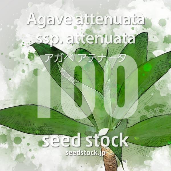 【商品】植物種子【品種】アガベ アテナータ 初緑（Agave attenuata）【科】Asparagaceae【内容量】100粒【原産地】中央メキシコ（主にハリスコ州〜周辺の高原地帯）【発芽適温】20-30℃※発芽率・品種の保証はございま...