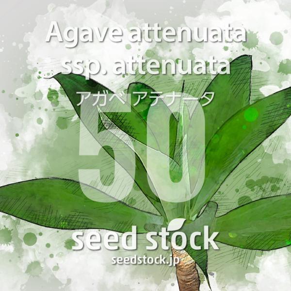【商品】植物種子【品種】アガベ アテナータ 初緑（Agave attenuata）【科】Asparagaceae【内容量】50粒【原産地】中央メキシコ（主にハリスコ州〜周辺の高原地帯）【発芽適温】20-30℃※発芽率・品種の保証はございませ...
