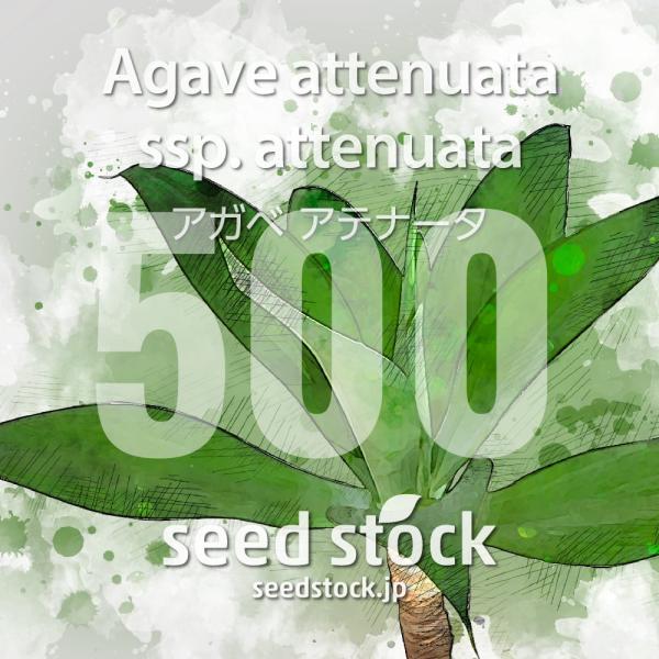 【商品】植物種子【品種】アガベ アテナータ 初緑（Agave attenuata）【科】Asparagaceae【内容量】500粒【原産地】中央メキシコ（主にハリスコ州〜周辺の高原地帯）【発芽適温】20-30℃※発芽率・品種の保証はございま...