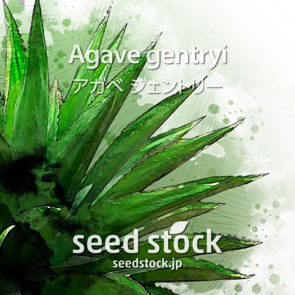 [学名] Agave gentryi[数量] 20粒/50粒/100粒