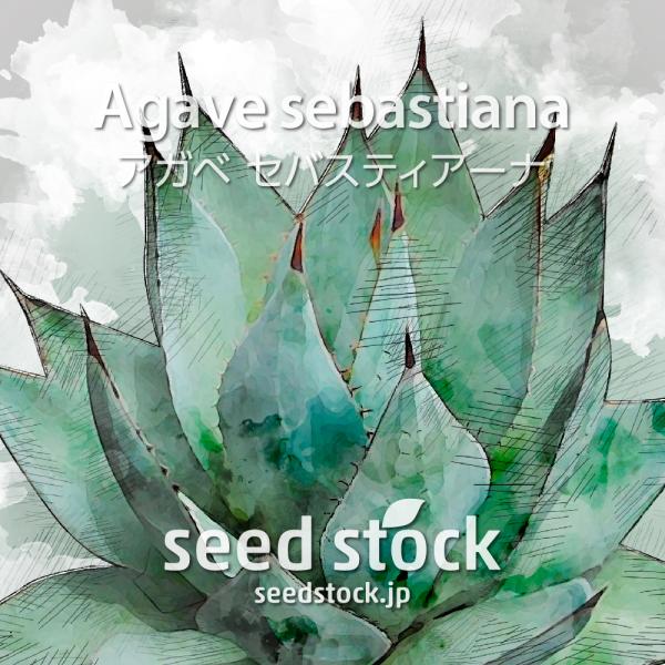 [学名] Agave sebastiana[数量] 20粒/50粒/100粒大型のアガベでメキシコ北部セドロス島でのみ自生が確認されています。幅広でブルーグレイの葉は直径1.2mほどのロゼットを形成します。