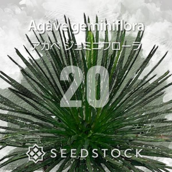 【商品】植物種子【品種】アガベ ジェミニフローラ（Agave geminiflora）【科】Asparagaceae【内容量】20粒【原産地】メキシコ（ナヤリット州）【発芽適温】25-30℃※発芽率・品種の保証はございません。種子の性質上、...