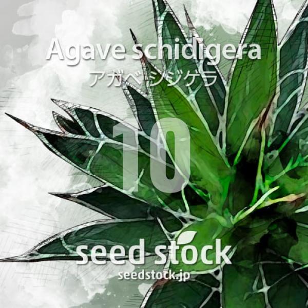 【商品】植物種子【品種】アガベ シジゲラ（Agave schidigera）【科】Asparagaceae【内容量】10粒【原産地】メキシコ【発芽適温】25-30℃※発芽率・品種の保証はございません。種子の性質上、栽培環境や管理方法により結...
