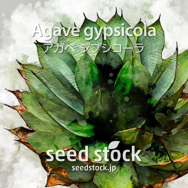 [学名] Agave gypsicola[数量] 20粒/50粒/100粒2019年に登録された新種です。メキシコのオアハカ西部に自生しグイエンゴラの近縁種とされています。幅の広いタマゴ型の葉でロゼットを形成します。
