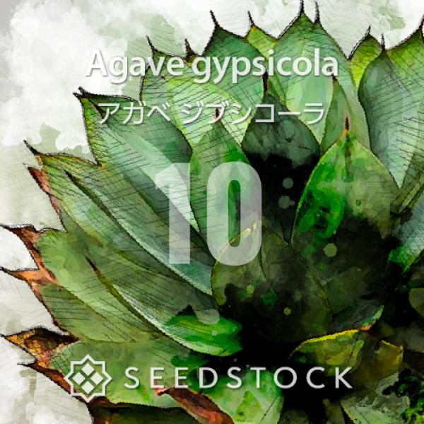 【商品】植物種子【品種】アガベ ジブシコーラ（Agave gypsicola）【科】Asparagaceae【内容量】10粒【原産地】メキシコ【発芽適温】25-30℃※発芽率・品種の保証はございません。種子の性質上、栽培環境や管理方法により...