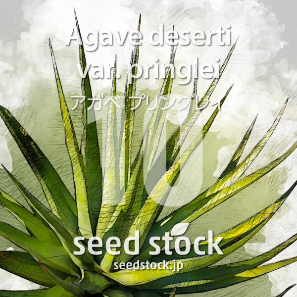 【商品】植物種子【品種】アガベ プリングレイ（Agave deserti）【科】Asparagaceae【内容量】10粒【原産地】メキシコ北西部、米国南西部【発芽適温】25-35℃※発芽率・品種の保証はございません。種子の性質上、栽培環境や...