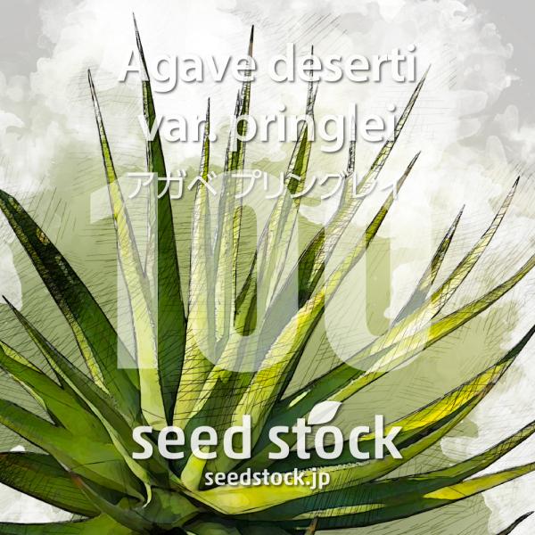 【商品】植物種子【品種】アガベ プリングレイ（Agave deserti）【科】Asparagaceae【内容量】100粒【原産地】メキシコ北西部、米国南西部【発芽適温】25-35℃※発芽率・品種の保証はございません。種子の性質上、栽培環境...