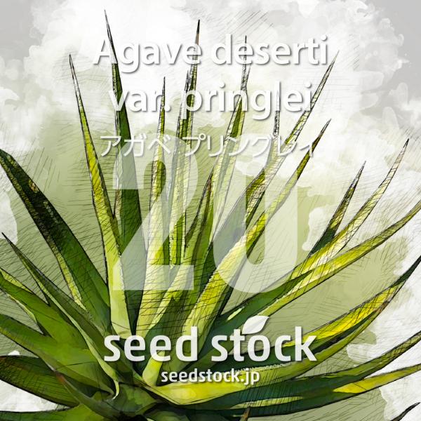 【商品】植物種子【品種】アガベ プリングレイ（Agave deserti）【科】Asparagaceae【内容量】20粒【原産地】メキシコ北西部、米国南西部【発芽適温】25-35℃※発芽率・品種の保証はございません。種子の性質上、栽培環境や...