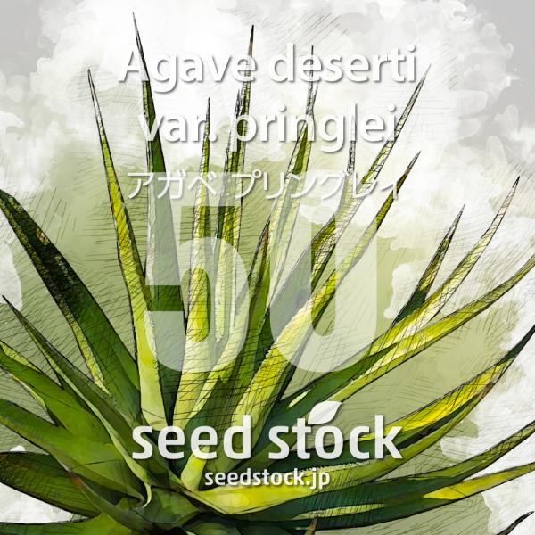 【商品】植物種子【品種】アガベ プリングレイ（Agave deserti）【科】Asparagaceae【内容量】50粒【原産地】メキシコ北西部、米国南西部【発芽適温】25-35℃※発芽率・品種の保証はございません。種子の性質上、栽培環境や...