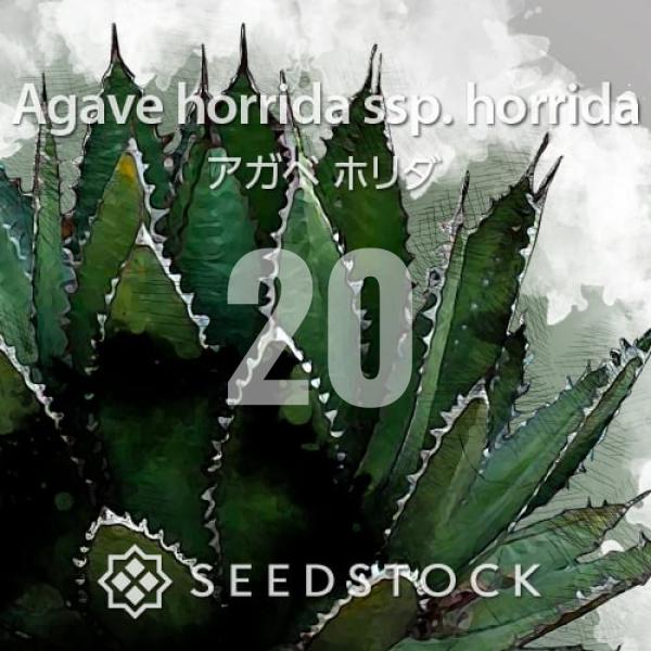 【商品】植物種子【品種】アガベ ホリダ（Agave horrida）【科】Asparagaceae【内容量】20粒【原産地】メキシコ【発芽適温】20-30℃※発芽率・品種の保証はございません。種子の性質上、栽培環境や管理方法により結果が異な...