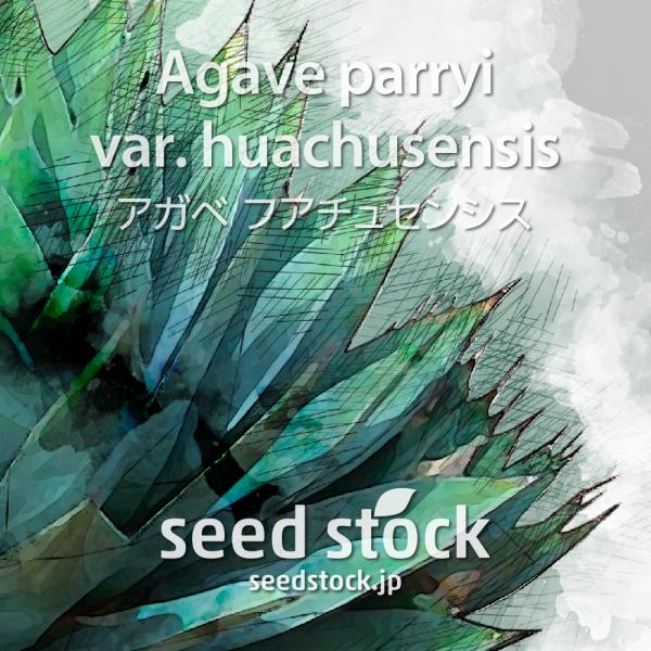[学名] Agave parryi var. huachusensis [数量] 20粒/50粒/100粒
