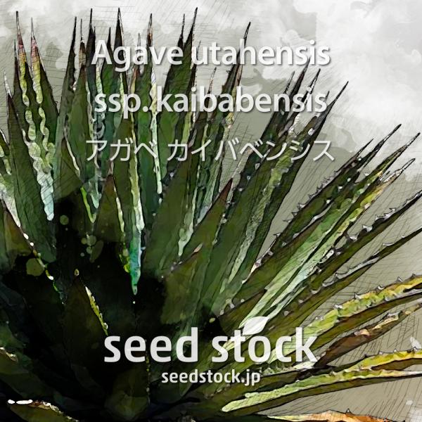 [学名] Agave utahensis ssp. kaibabensis[和名] アガベ カイバベンシス[数量] 20粒/50粒/100粒