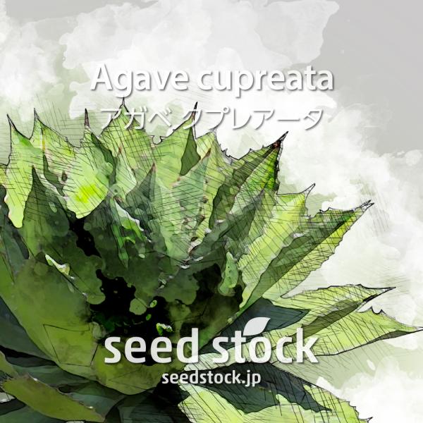 [学名] Agave cupreata[数量] 20粒/50粒/100粒[和名] 奇巌城