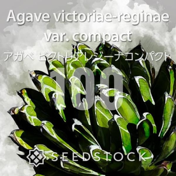【商品】植物種子【品種】アガベ ビクトリアレジーナコンパクト（Agave victoriae-reginae）【科】Asparagaceae【内容量】100粒【原産地】メキシコ【発芽適温】25-30℃※発芽率・品種の保証はございません。種子...
