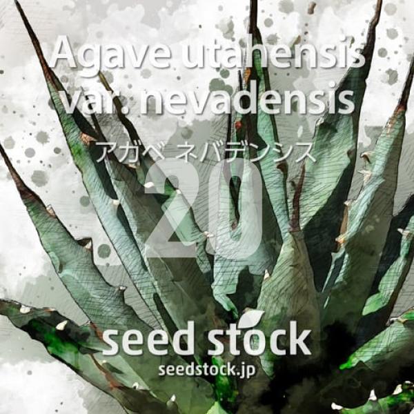 【商品】植物種子【品種】アガベ ユタエンシス ネヴァデンシス（Agave utahensis）【科】Asparagaceae【内容量】20粒【原産地】アメリカ（カリフォルニア、ネバダ）【発芽適温】25-30℃※発芽率・品種の保証はございませ...