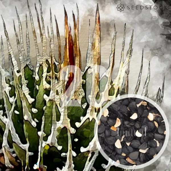 【商品】植物種子【品種】アガベ エボリスピナ（Agave utahensis）【科】Asparagaceae【内容量】20粒【原産地】南西部アメリカ（ユタ州〜ネバダ州周辺）【発芽適温】20-30°C※発芽率・品種の保証はございません。種子の...