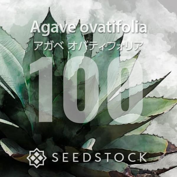 【商品】植物種子【品種】アガベ オバティフォリア（Agave ovatifolia）【科】Asparagaceae【内容量】100粒【原産地】メキシコ北東部（Nuevo Leon州）【発芽適温】25-30℃※発芽率・品種の保証はございません...