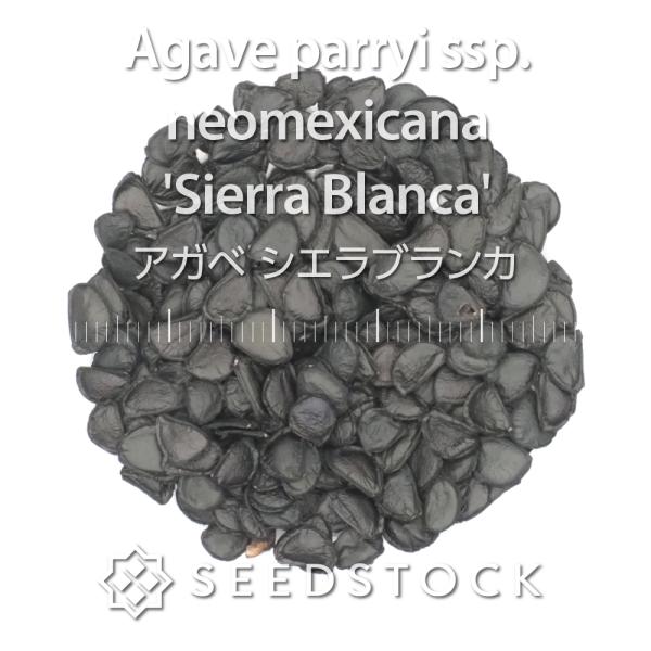 [学名] Agave parryi ssp. neomexicana 'Sierra Blanca'[数量] 20粒/50粒/100粒
