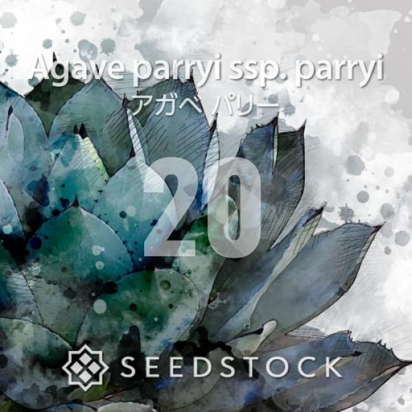 【商品】植物種子【品種】アガベ パリー（Agave parryi）【科】Asparagaceae【内容量】20粒【原産地】アメリカ南西部からメキシコ北部にかけての地域【発芽適温】20-30℃※発芽率・品種の保証はございません。種子の性質上、...