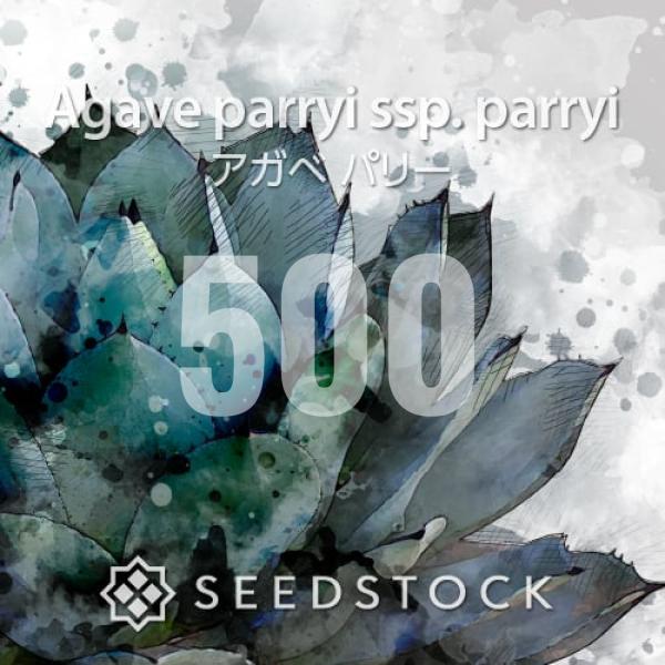 【商品】植物種子【品種】アガベ パリー（Agave parryi）【科】Asparagaceae【内容量】500粒【原産地】アメリカ南西部からメキシコ北部にかけての地域【発芽適温】20-30℃※発芽率・品種の保証はございません。種子の性質上...