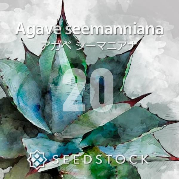 【商品】植物種子【品種】アガベ シーマニアナ（Agave seemanniana）【科】Asparagaceae【内容量】20粒【原産地】メキシコ、中米【発芽適温】25-30℃※発芽率・品種の保証はございません。種子の性質上、栽培環境や管理...