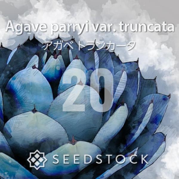【商品】植物種子【品種】アガベ パリー トランカータ（Agave parryi）【科】Asparagaceae【内容量】20粒【原産地】アメリカ南西部からメキシコ北部にかけての地域（原種Agave parryiの分布）【発芽適温】20-30...