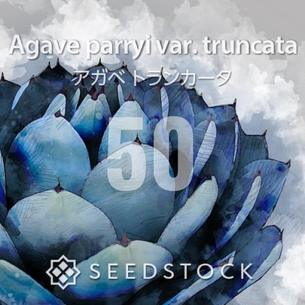 【商品】植物種子【品種】アガベ パリー トランカータ（Agave parryi）【科】Asparagaceae【内容量】50粒【原産地】アメリカ南西部からメキシコ北部にかけての地域（原種Agave parryiの分布）【発芽適温】20-30...